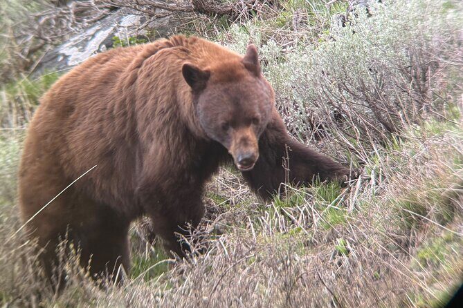 Upper Loop Lamar Wildlife Safari from Gardiner PRIVATE Lunch - FAQs