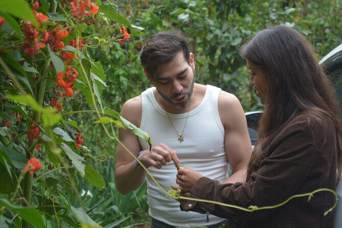 Urban Orchard in Desierto de los Leones in Mexico City - Introduction: A Unique Green Escape in Mexico City
