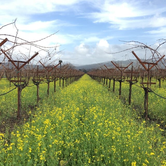 USA/California/Napa: Private Wine Tour for up to 6 guests - Why Choose This Private Wine Tour?