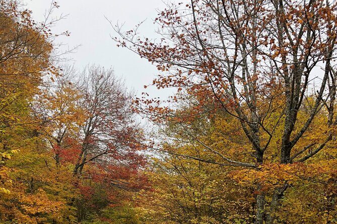 UTV/Side-by-Side Trail Tour to Cape Clear Look-off - FAQs
