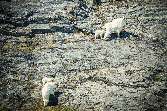 Valdez Glacier Explorer Tour - FAQ