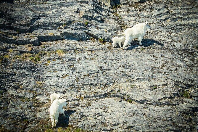 Valdez Glacier View Tour - Who Is This Tour Perfect For?