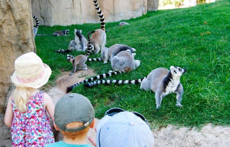 Valencia: Bioparc Valencia Admission Ticket - An Overview of Bioparc Valencia