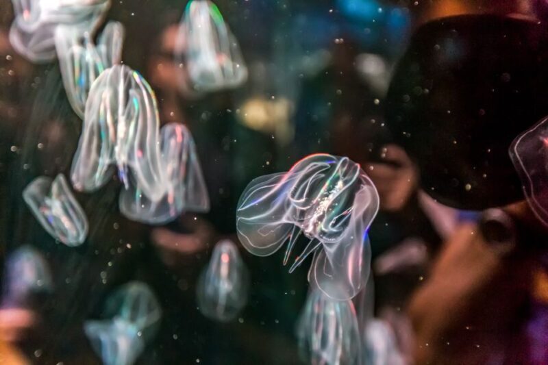 Valencia: Oceanogràfic Entry Ticket - FAQs