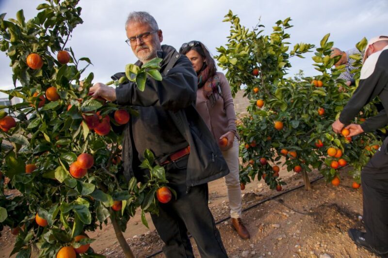 Valencia: Orange Farm and Orchard Trip with Tastings - The Sum Up
