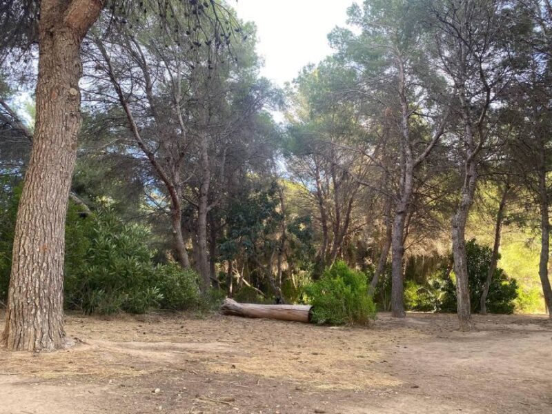 Valencia: The Albufera Lake Self-Guided E-Bike Tour - FAQ