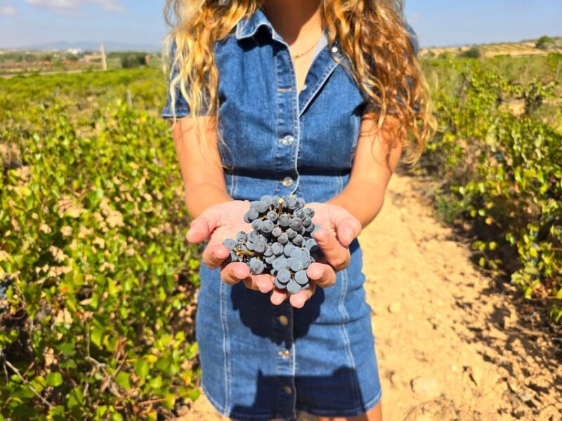 Valencia: Utiel-Requena Cave & Winery Day Trip with Tasting - An In-Depth Look at the Utiel-Requena Wine Trip