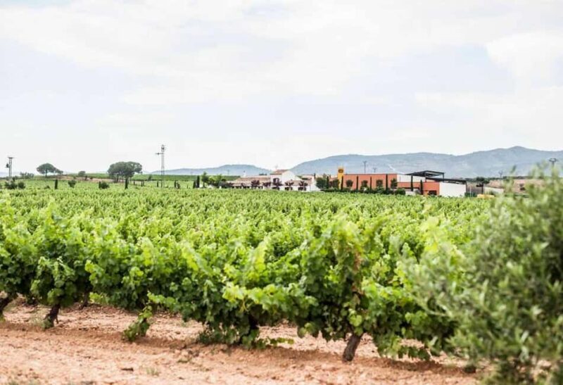 Valencia: Vineyard Tour, Local Wine, Cava Tasting & Snacks - Final Thoughts