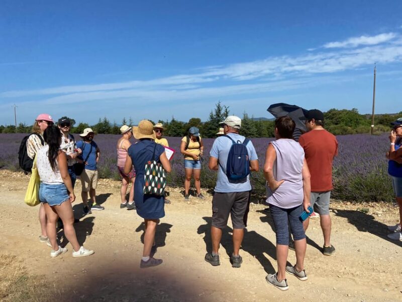 Valensole : Visit of a winery and lavender farm - Key Points