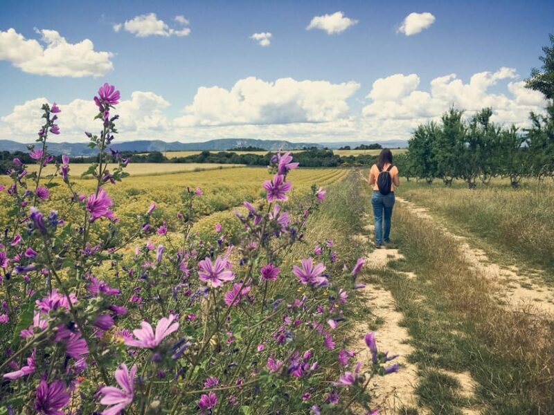 Valensole : Visit of a winery and lavender farm - Who Should Book This Tour?
