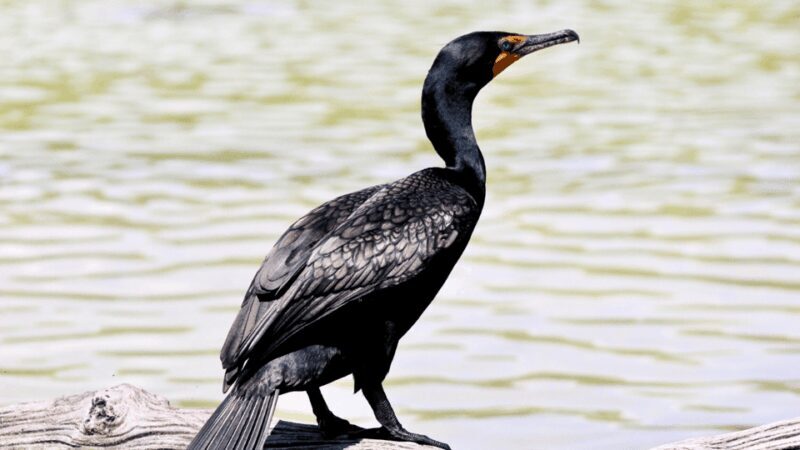 VALLADOLID: RIO LAGARTOS+LAS COLORADAS+EK´BALAM+CENOTE - Practical Details and Tips