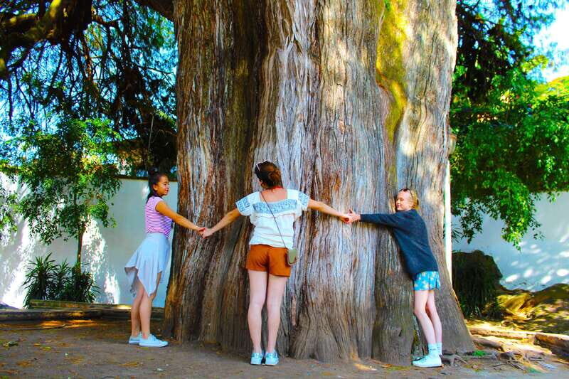 Valle de Bravo: Half-Day Guided City Tour by Van - The Natural Marvels: Valle de Bravo’s Waterfalls