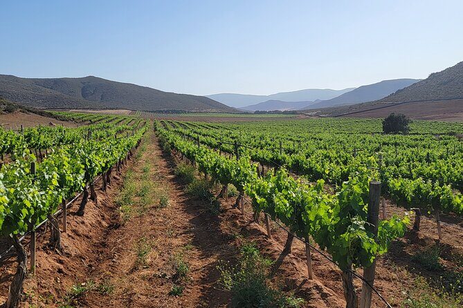 Valle de Guadalupe Private Wine Tour - Key Points