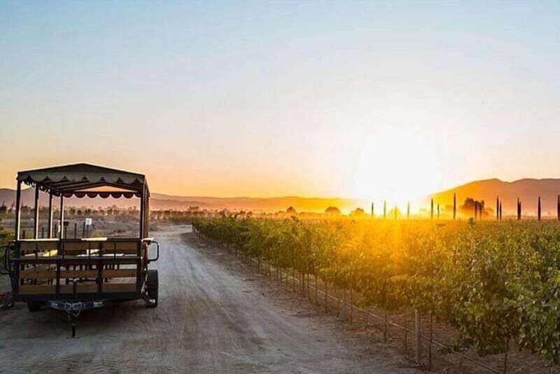 Valle de Guadalupe: Wine Tasting and Wagon Tour - Key Points