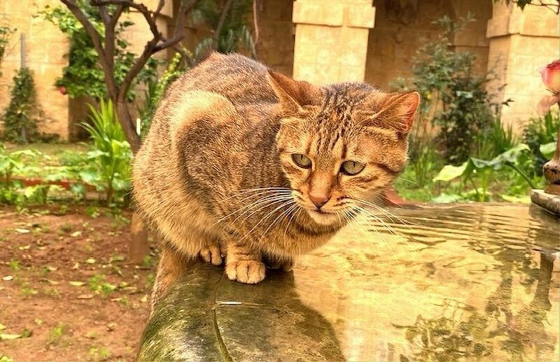 Valletta: Monastery and Secret Garden Entry Ticket - Final Thoughts