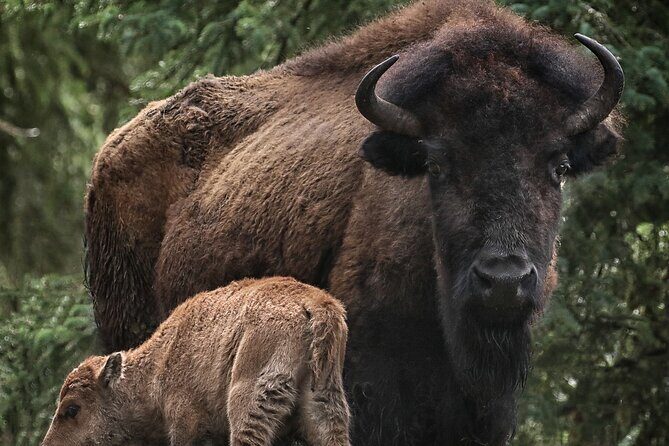 Valley Vista 1.5 Hour Horseback Trail Ride in Kananaskis - Final Thoughts