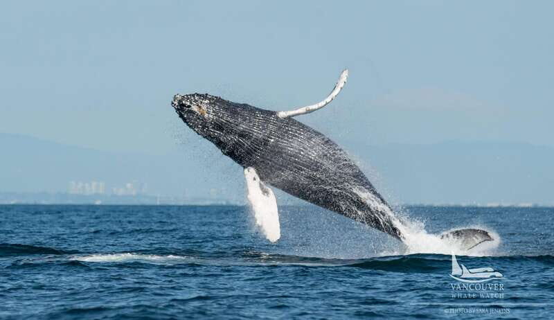 Vancouver, BC: Whale Watching Tour Small Zodiac with Guide - An Authentic Marine Adventure in Vancouver