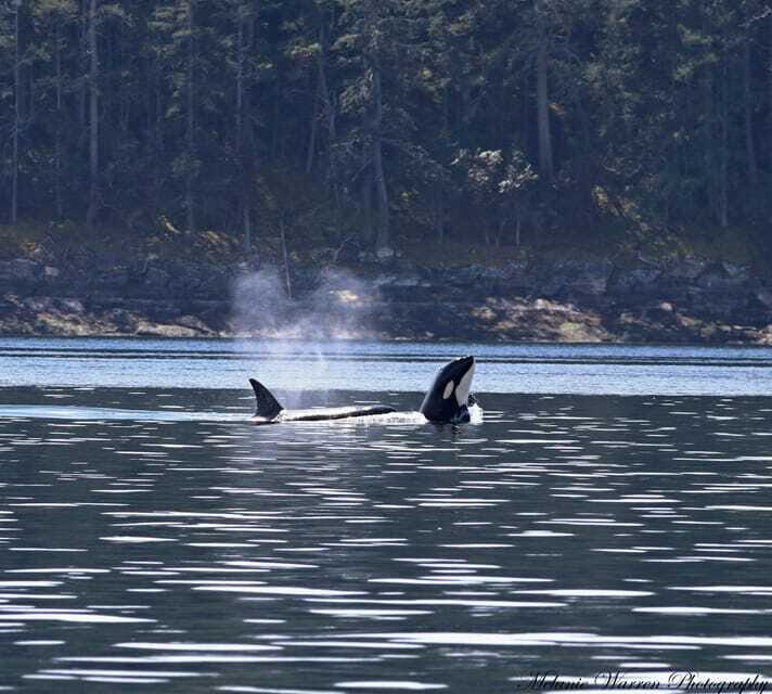 Vancouver, BC: Whale Watching Tour Small Zodiac with Guide - The Sum Up