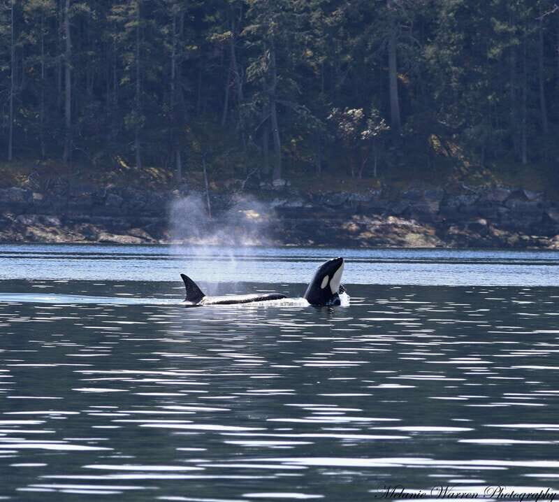 Vancouver, BC: Whale Watching Tour with Guide - An Authentic Marine Adventure in Vancouver