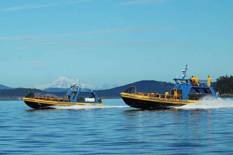 Vancouver, BC: Whale Watching Tour with Guide - Who Will Love This Tour?