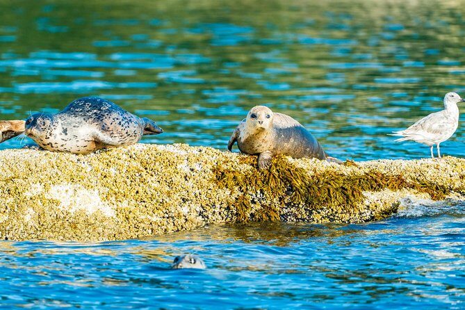 Vancouver City and Seals Scenic Boat Tour by Vancouver Water Adventures - The Experience: What You Can Expect