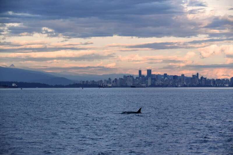 Vancouver: Covered Whale Watching Adventure with Free Photos - Detailed Review of the Vancouver Whale-Watching Experience