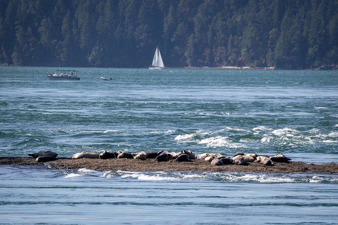 Vancouver Half-Day Whale Watching Adventure with Free Photos - Who Should Book This Tour?