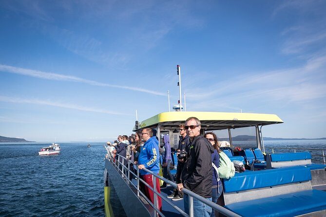 Vancouver Half-Day Whale Watching Adventure with Free Photos - The Sum Up