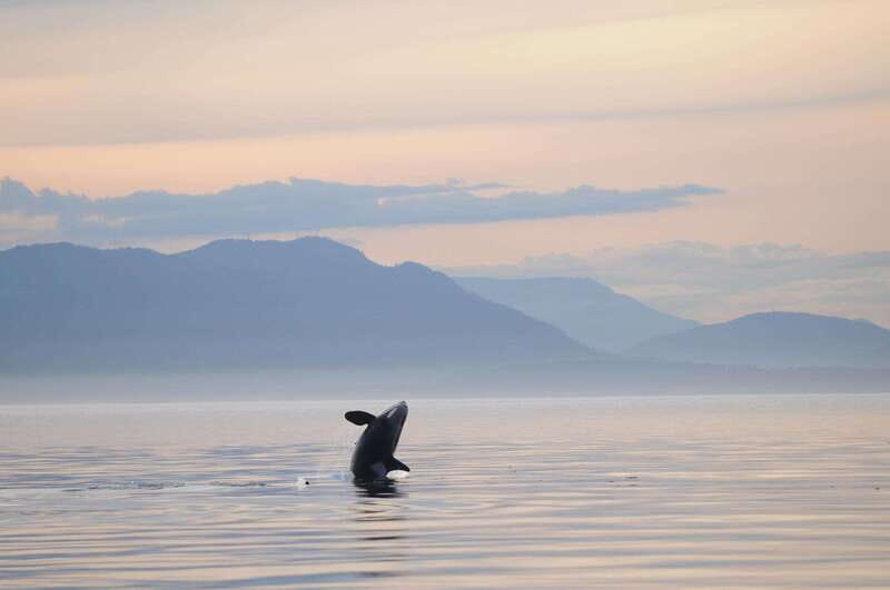 Vancouver Island: Cowichan Bay Sunset Whale Watching Tour - A Closer Look at the Cowichan Bay Sunset Whale Watching Tour