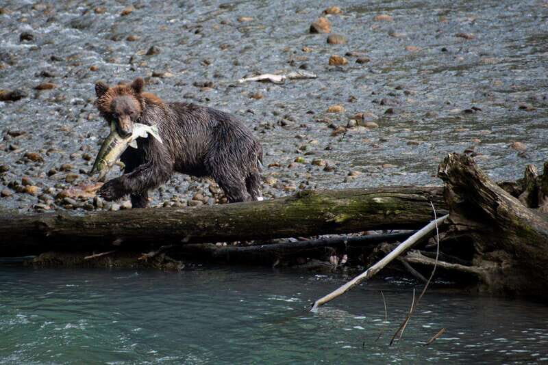 Vancouver Island: Full-Day Grizzly Bear Tour at Toba Inlet - Key Points