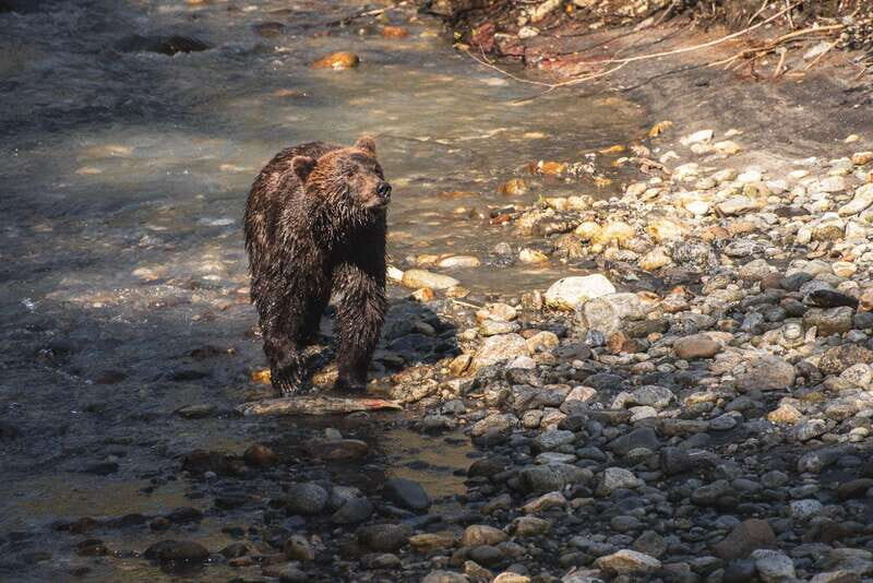 Vancouver Island: Full-Day Grizzly Bear Tour at Toba Inlet - An In-Depth Look at the Tour Experience