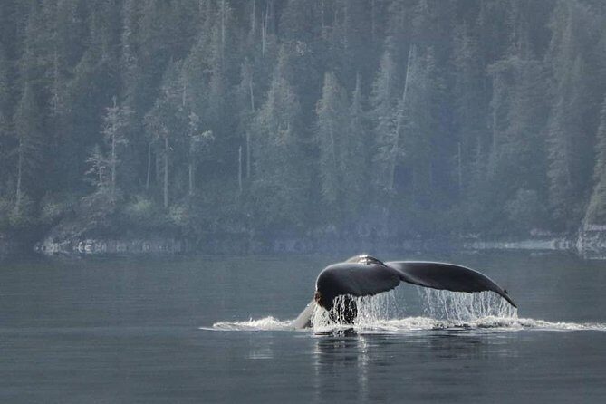 Vancouver Island Half-Day Whale Watching Tour - Telegraph Cove - Why This Whale Watching Tour is Worth Considering
