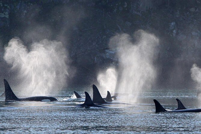 Vancouver Island Half-Day Whale Watching Tour - Telegraph Cove - Authentic Traveler Insights