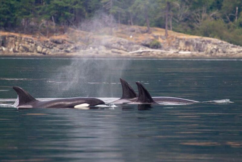 Vancouver Island: Whale Watching Tour - What to Expect on the Whale Watching Tour