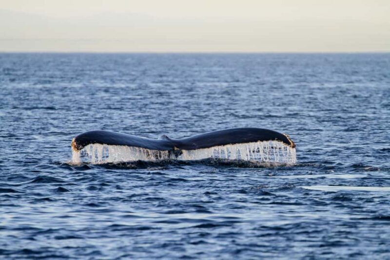 Vancouver Island: Whale Watching Tour - The Value of the Experience