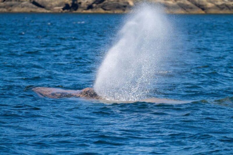 Vancouver Island: Whale Watching Tour - Cautions and Considerations