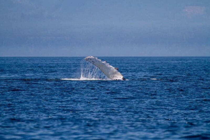 Vancouver Island: Whale Watching Tour - Who Should Consider This Tour?