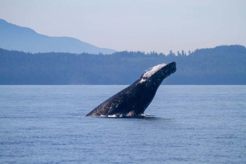 Vancouver Island: Whale Watching Tour - Final Thoughts