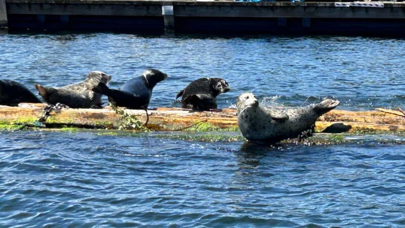 Vancouver: Private Granite Falls Boat Tour - Key Points