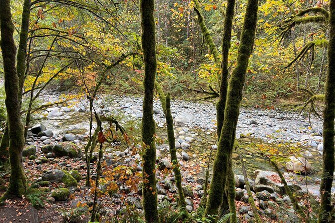 Vancouver Rainforest Hike with Waterfalls, Suspension Bridge, Old Growth Forest - Final Thoughts