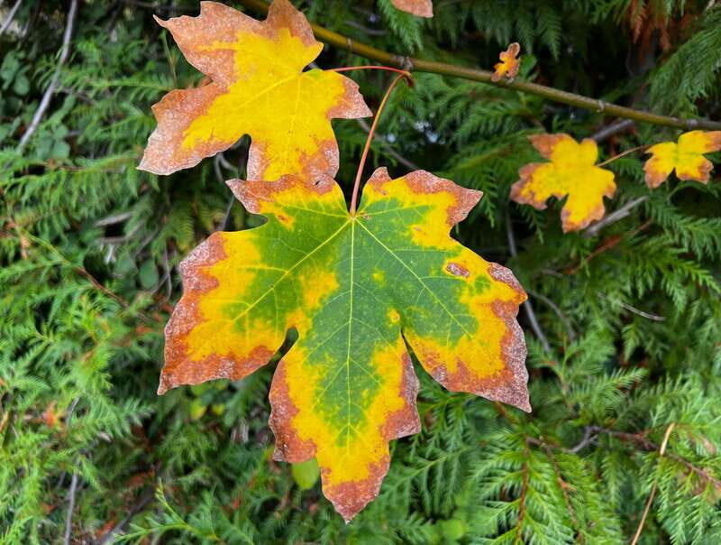 Vancouver: Stanley Park Talking Trees Tour - Final Thoughts