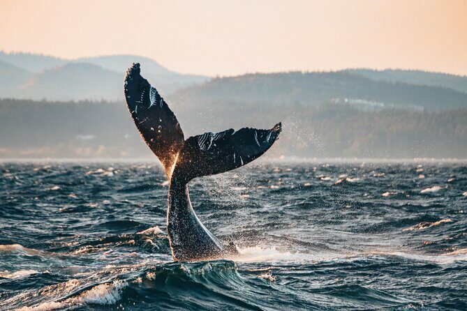 Vancouver Sunset Whale Watching Adventure with Free Photos - Key Points