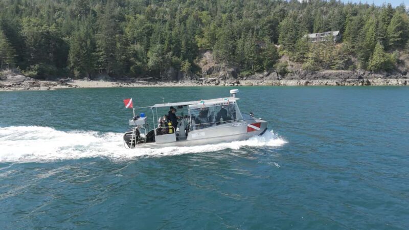 Vancouver UNESCO Biosphere Reserve Wildlife Scenic Boat Tour - Authentic Experiences and Guest Feedback