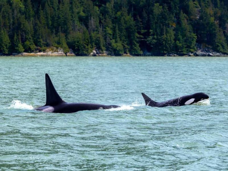 Vancouver UNESCO Biosphere Reserve Wildlife Scenic Boat Tour - FAQ