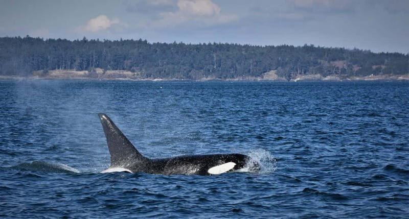 Vancouver Whale Watching Safari - Key Points
