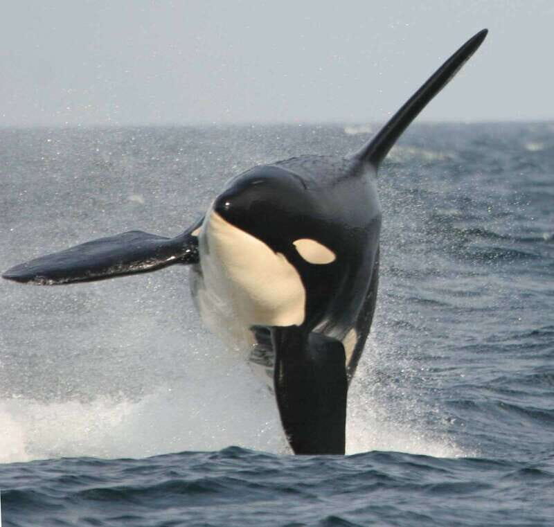 Vancouver Whale Watching Safari - Why This Whale Watching Safari Stands Out