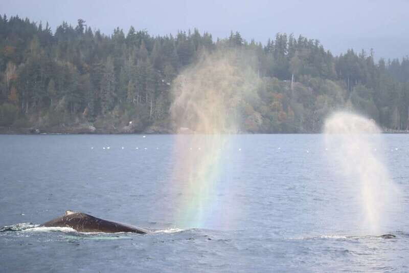 Vancouver Whale Watching Safari - Authentic Insights from Reviews