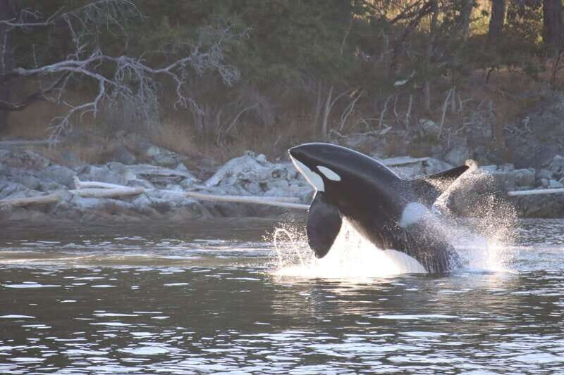 Vancouver Whale Watching Safari - Who Will Love This Tour?