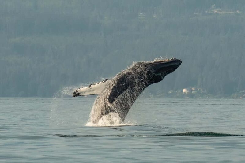 Vancouver: Zodiac Whale Watching Tour from Granville Island - Experience Overview: What to Expect from the Zodiac Tour