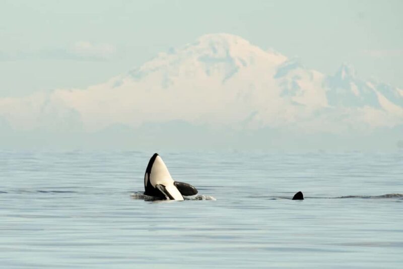 Vancouver: Zodiac Whale Watching Tour from Granville Island - Practical Details and Tips